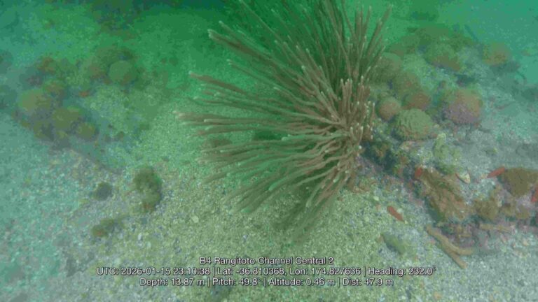 Boxfish Robotics AUV Advances Video Based Seabed Surveys | Unmanned ...